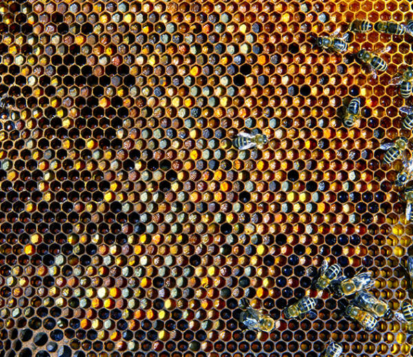 July 8th – Introduction to Beekeeping Series Part 4: Jennifer Berry ...